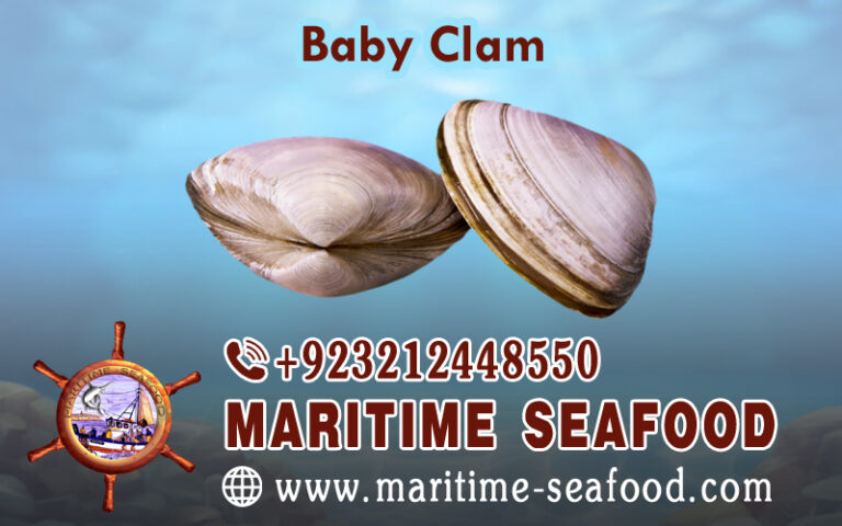 Baby Clam Exporter Pakistan Baby Clam Packer and Exporter Pakistan