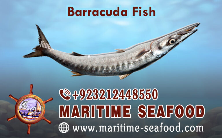Barracuda Fish Exporter Pakistan