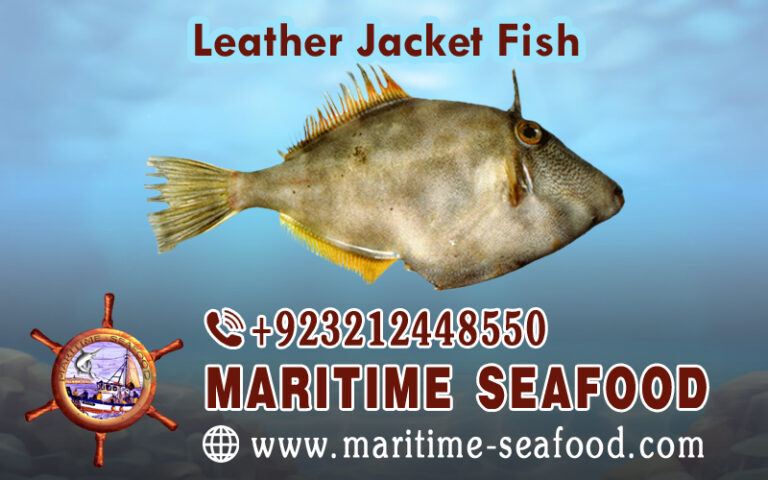 Leather Jacket Fish Exporter Pakistan