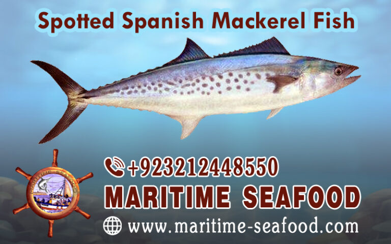 Spotted Spanish Mackerel Fish Exporter Pakistan Spotted Spanish ...